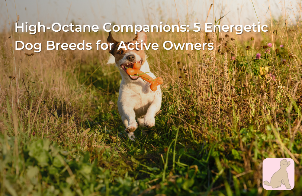 High-Octane Companions: 5 Energetic Dog Breeds for Active Owners ...