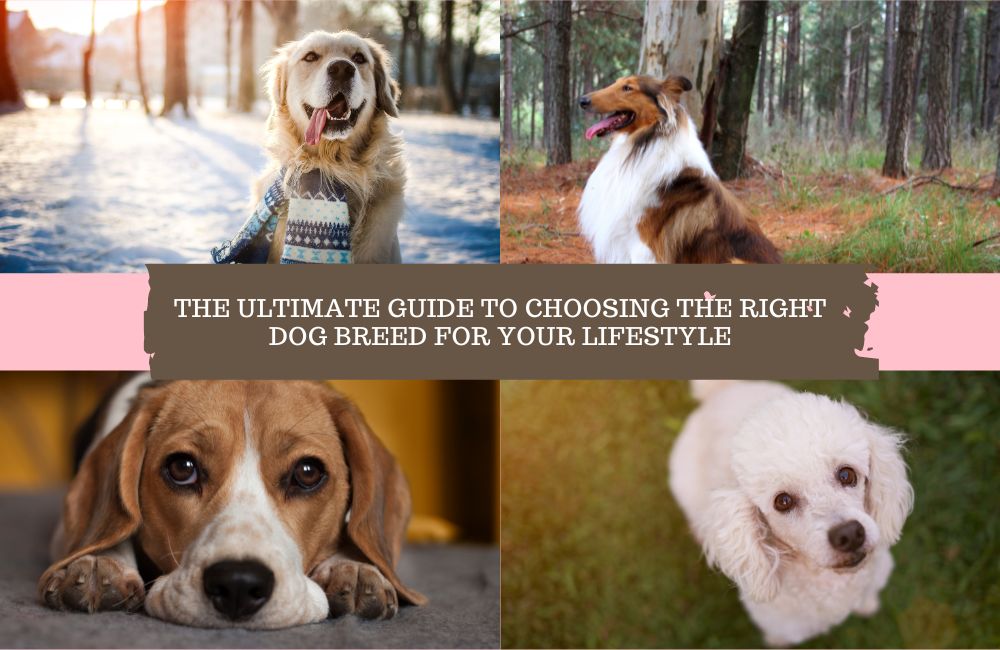 The Ultimate Guide to Choosing the Right Dog Breed for Your Lifestyle ...
