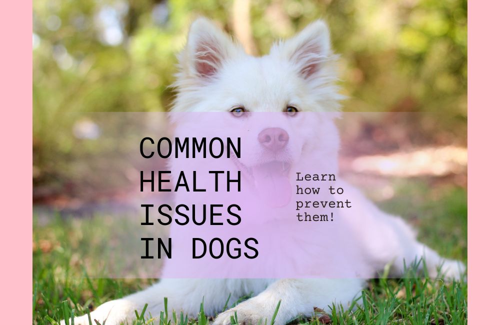 Common Health Issues in Dogs and How to Prevent Them – Puppysentials