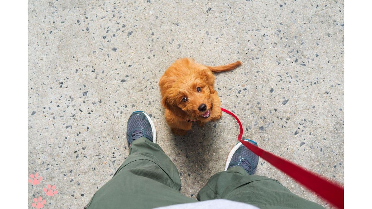 When Should Your Puppy Start Obedience Training? – Puppysentials