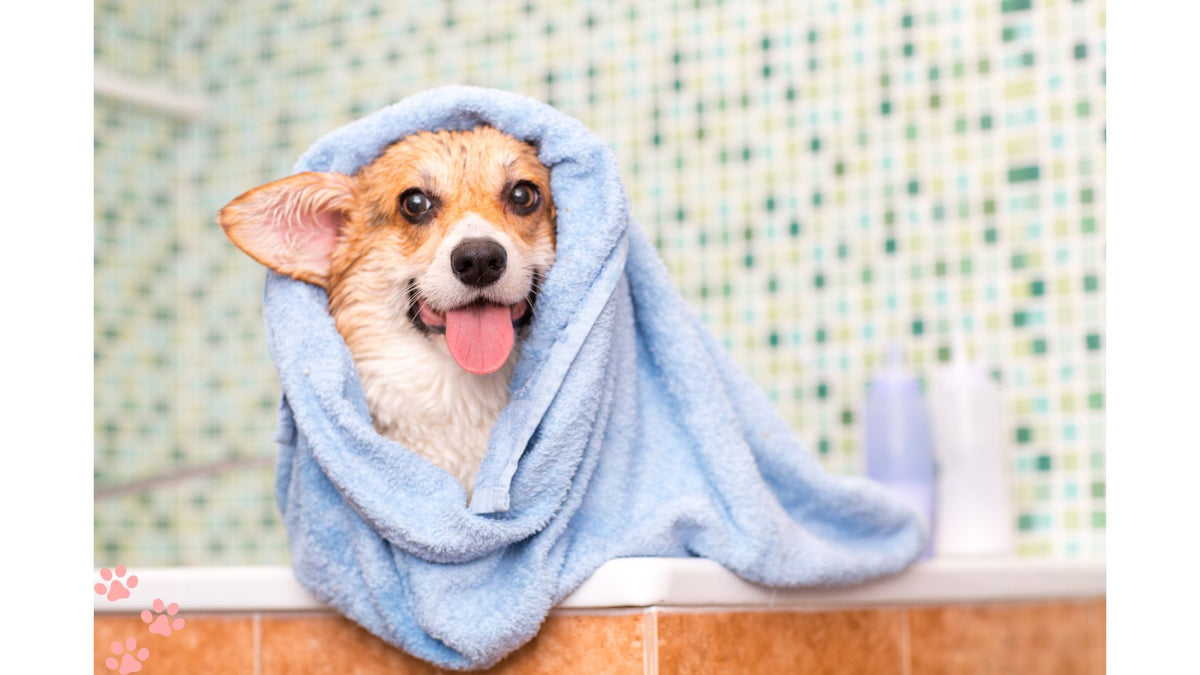 Unlocking Excellence in Dog Ownership: Top 5 Challenges That Forge Out ...