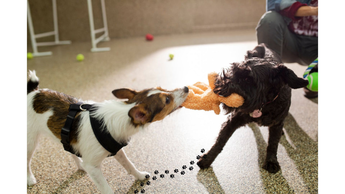 Discovering the Great Indoors: Fun Indoor Activities for Your Dog ...