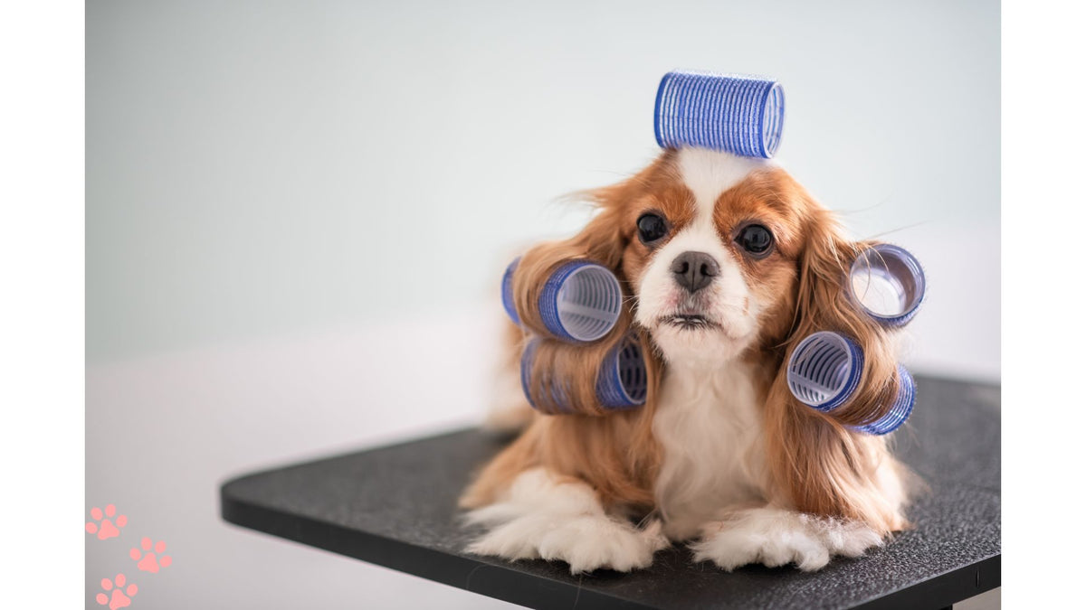 A Paw-fect Guide to Dog Grooming – Puppysentials