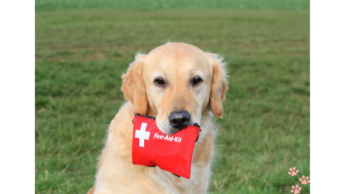 Dog First Aid Tips Every Pet Owner Should Know – Puppysentials